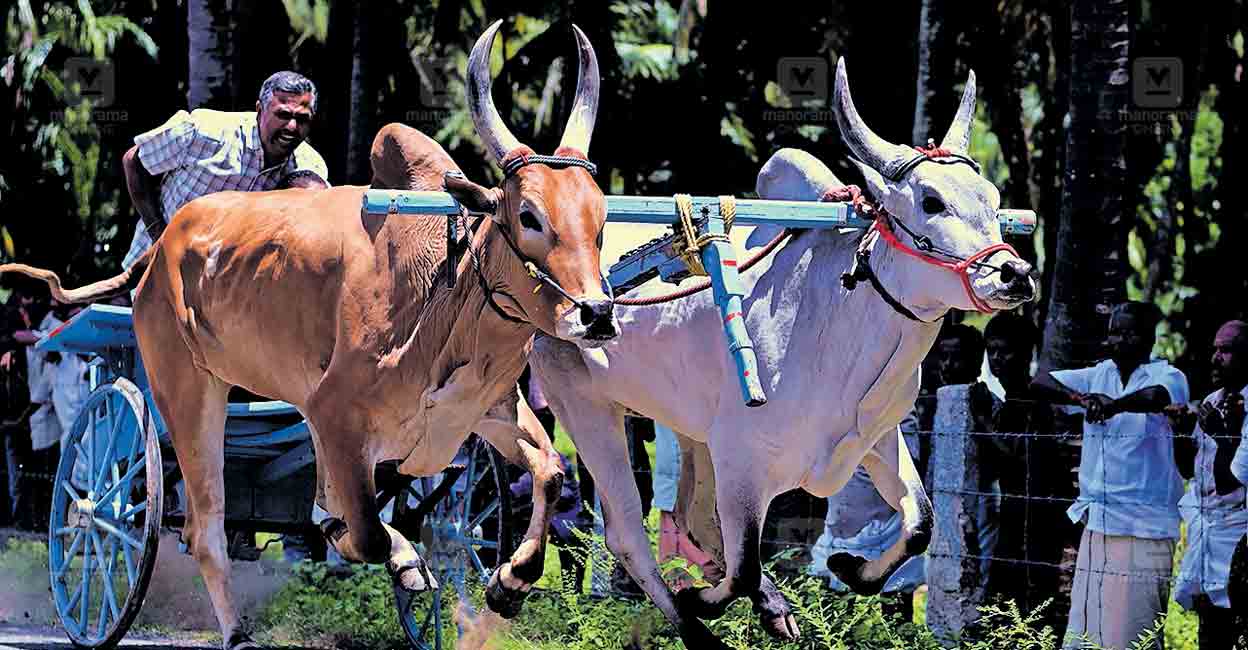 ആവേശമായി കാളവണ്ടിയോട്ട മത്സരം | bullock cart race | onam celebrations | kozhinjampara ...