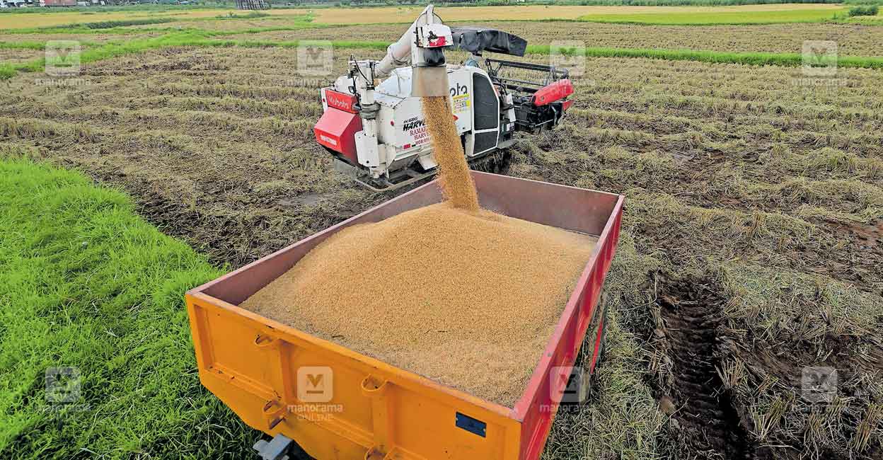 നെല്ലിന്റെ സംഭരണവില: പ്രഖ്യാപനം വൈകുന്നു | Paddy procurement price ...
