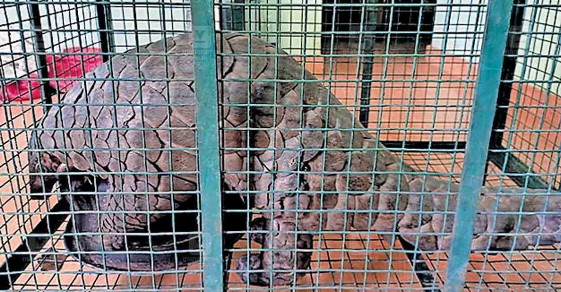 വാളയാറിൽ ഈനാംപേച്ചിയെ പിടികൂടിയ സംഭവം; ലക്ഷ്യം ദുർമന്ത്രവാദമെന്നു വിവരം ...