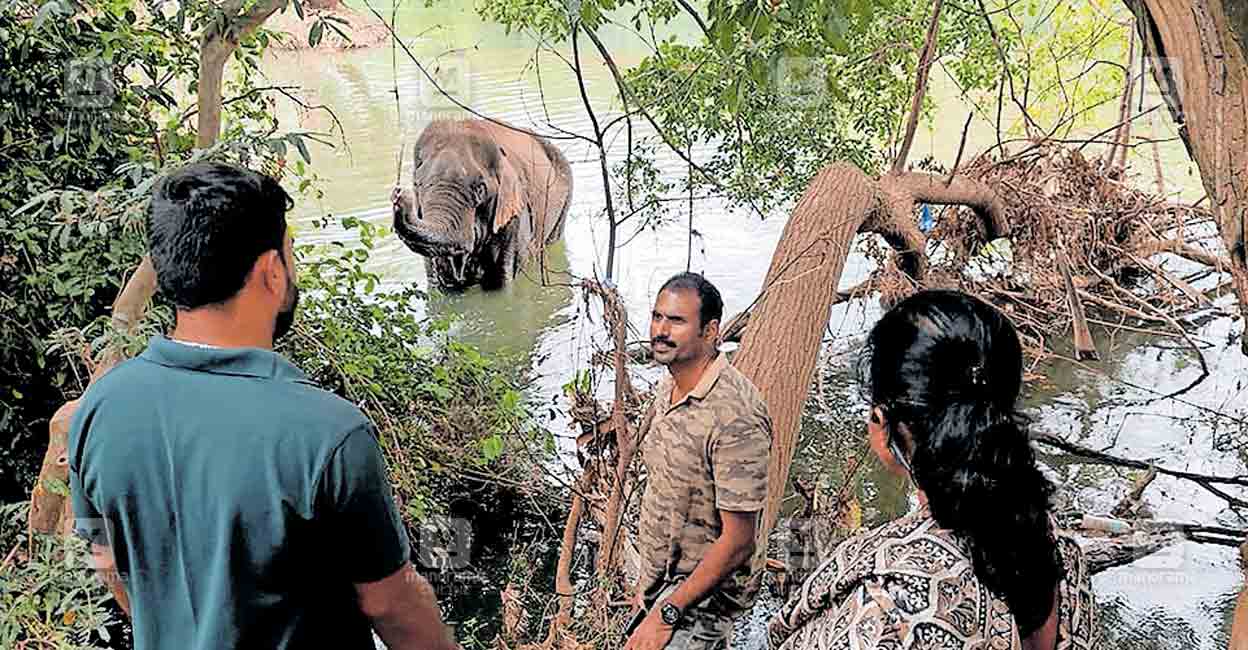 പരുക്കേറ്റ നിലയിൽ കാട്ടാന; ചികിത്സ തുടങ്ങി, ആനയെ കണ്ടത് ...