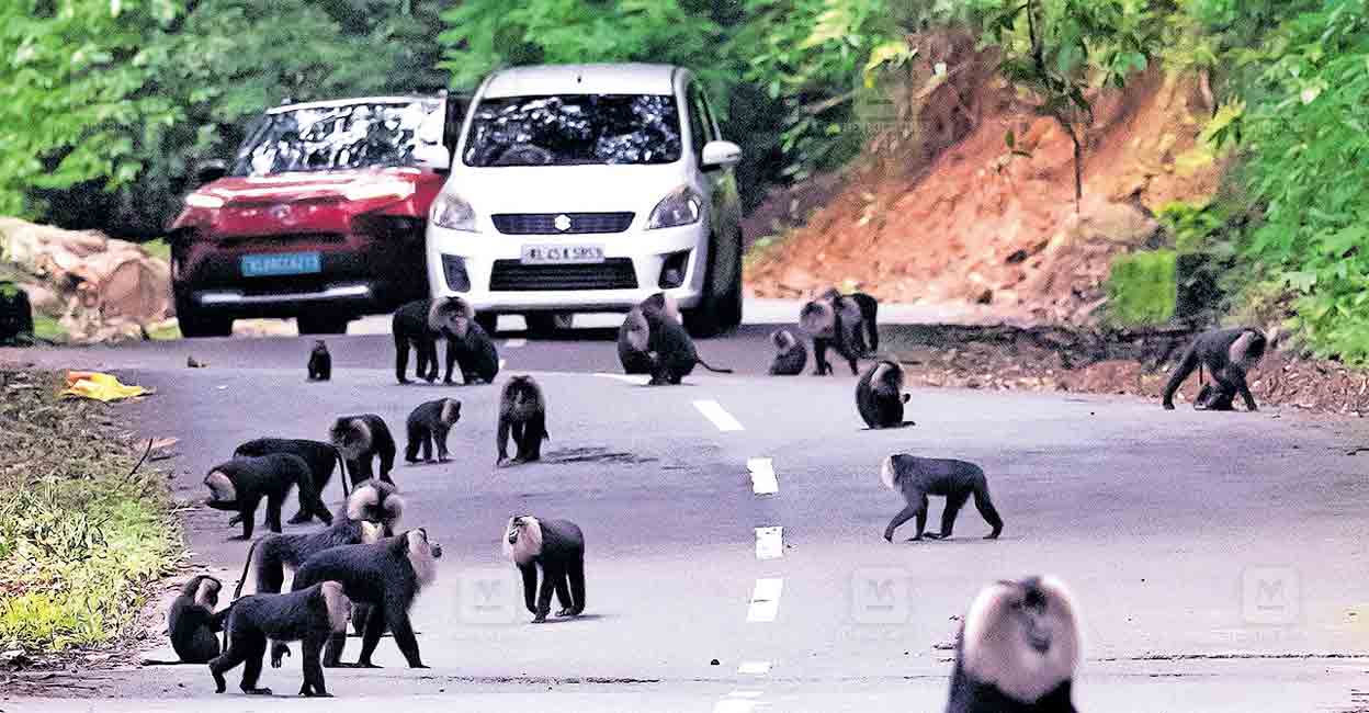 പോത്തുണ്ടി ഡാം ഉദ്യാനത്തിൽ വാനരശല്യം രൂക്ഷമാകുന്നു | Pothundi Dam ...