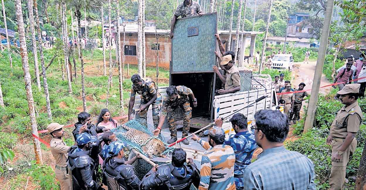 കമ്പിവേലിയിൽ കാൽ കുടുങ്ങിയ പുലിയെ 10 മണിക്കൂറിനു ശേഷം രക്ഷിച്ചു | Ooty ...