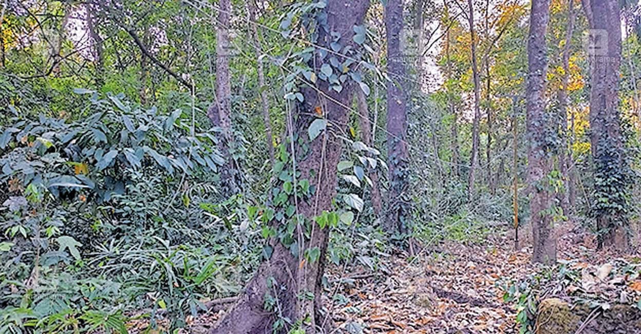 വൈദ്യുതി വേലികളെല്ലാം തകർക്കപ്പെട്ടു; കല്ലടിക്കോടൻ മലയോരത്ത് ആനപ്പേടി ...