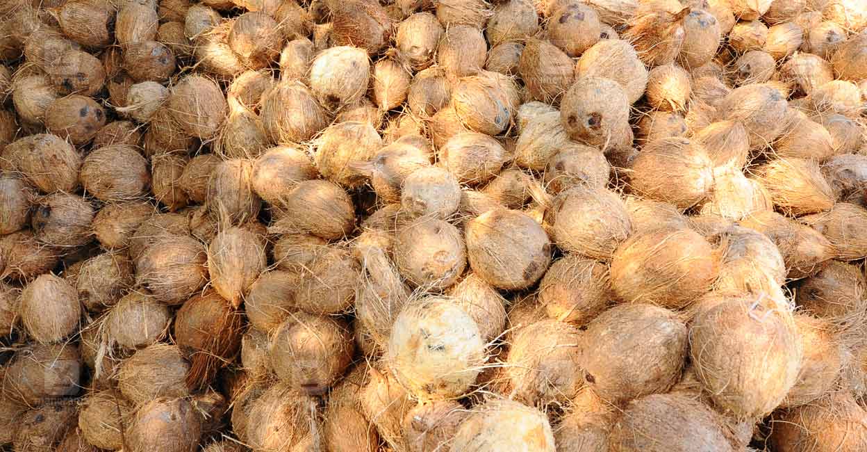 1000തേങ്ങ വിൽക്കാനുണ്ടെങ്കില്‍ അര ലക്ഷം രൂപ വരുമാനം! നാളികേരത്തിന്റെ ...