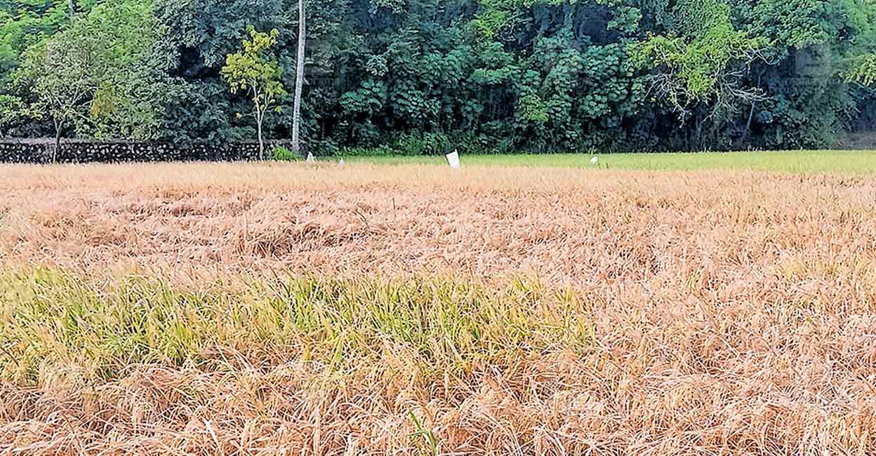 നെൽക്കൃഷിയിൽ മുഞ്ഞയുടെ ആക്രമണം രൂക്ഷം; കർഷകർ ആശങ്കയിൽ | Rice Crop ...