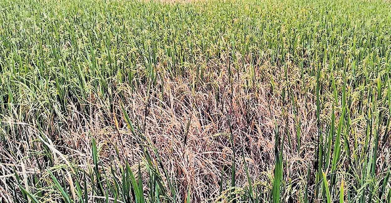 നെൽക്കൃഷിയിൽ മുഞ്ഞയുടെ ആക്രമണം രൂക്ഷം; കർഷകർ ആശങ്കയിൽ | Rice Crop ...