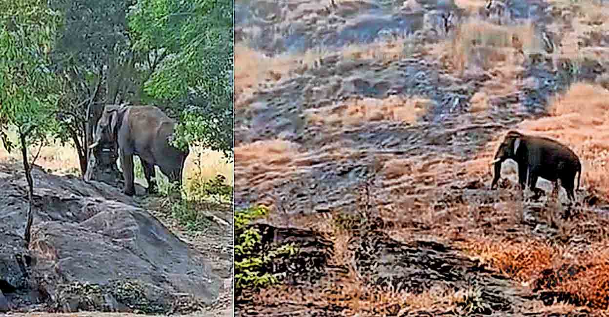 കൊമ്പൻമാർ വീണ്ടും ജനവാസമേഖലയിൽ; പി.ടി അഞ്ചാമനെ തുരത്തി | Palakkad ...