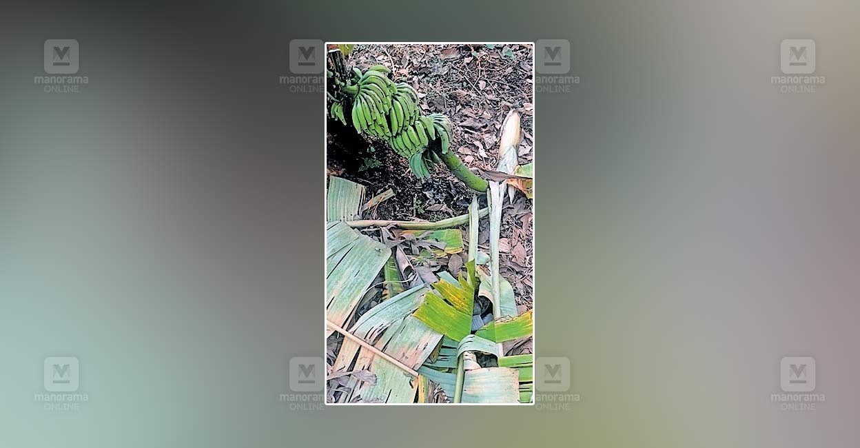 പാലക്കുഴിയിൽ കാട്ടാന കൃഷി നശിപ്പിച്ചു; സോളർ ഫെൻസിങ് ...