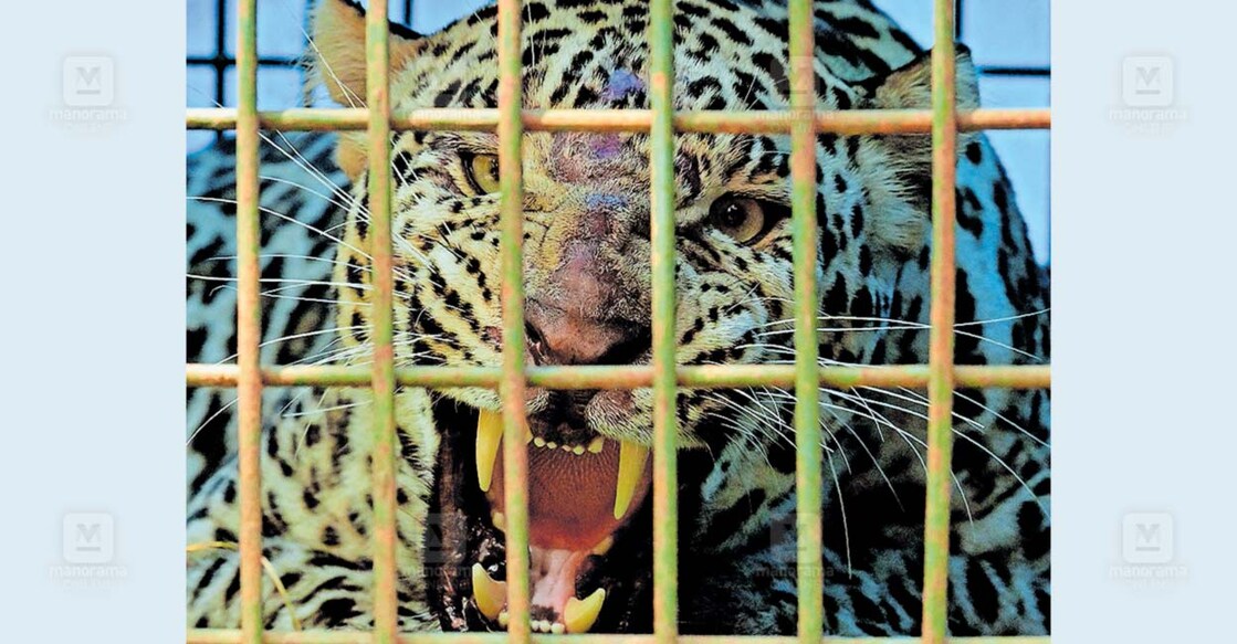 മാച്ചാംതോട് ചെന്തണ്ടിൽ വനംവകുപ്പിന്റെ കൂട്ടിൽ പുലി കുടുങ്ങി | Forest ...