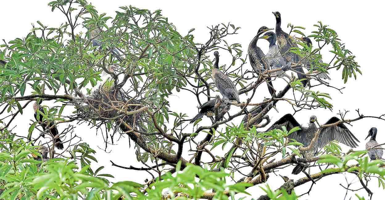 കൂടുവിടാനൊരുങ്ങി പക്ഷിക്കൂട്ടം, വല കെട്ടാൻ നഗരസഭ; എതിർത്ത് പക്ഷിസ്നേഹിക ...
