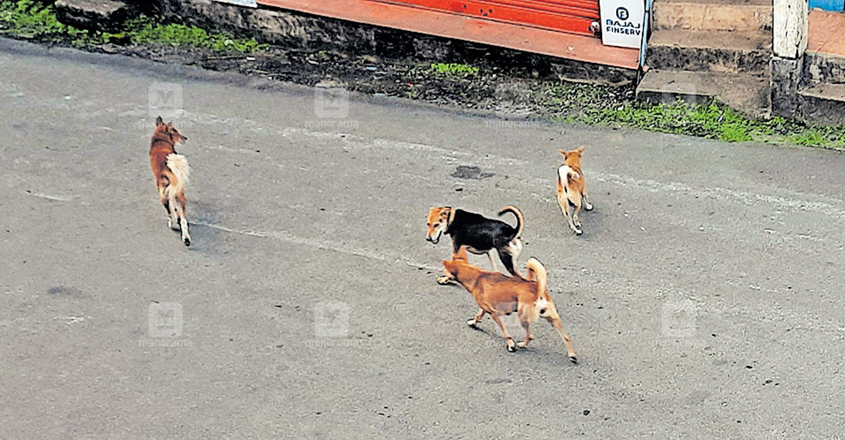 തെരുവുനായ ആക്രമണം: നടൻ രജിത് കുമാർ അടക്കം 3 പേർക്ക് പരുക്ക് | Stray Dog ...