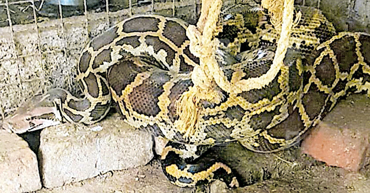 കോഴിയെ വിഴുങ്ങിയ ശേഷം കൂടിനു പുറത്തുപോകാൻ കഴിഞ്ഞില്ല; പെരുമ്പാമ്പ് ...