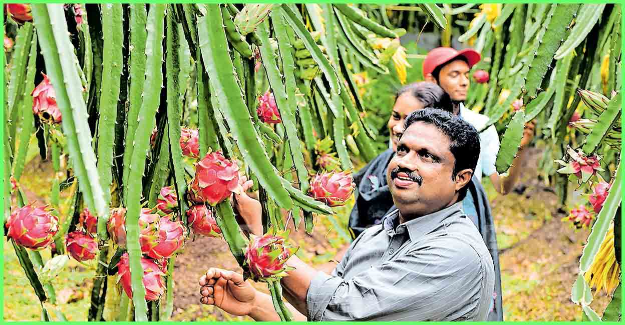 ഈ ‘ഡ്രാഗൺ’ ജ്യോതിഷിന്റെ ജീവിതത്തിലെ ‘മാലാഖ’– വിഡിയോ