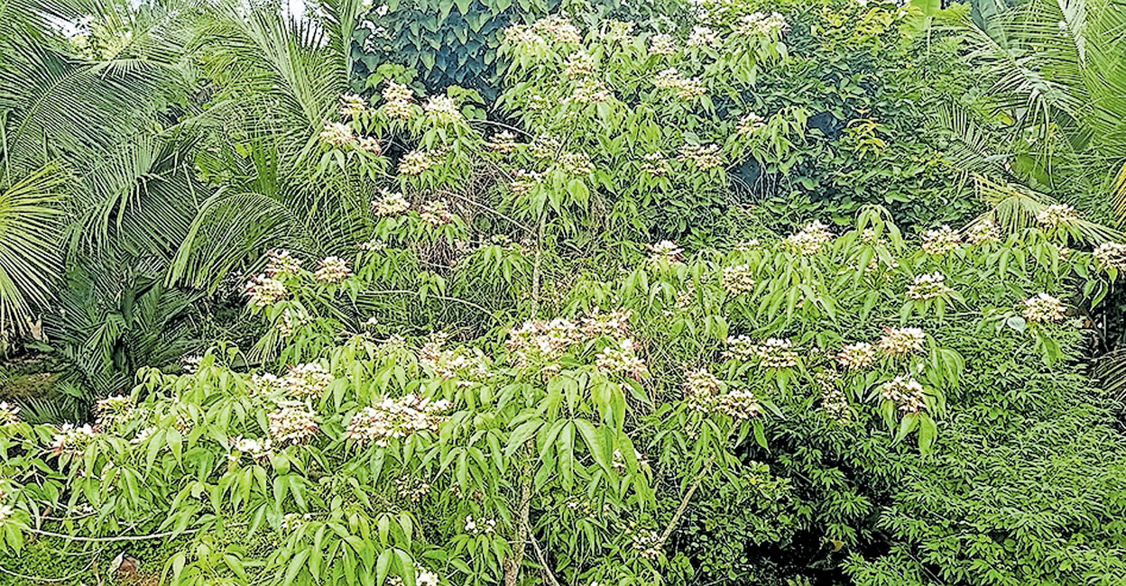 കനകക്കുന്നിന് മിഴിവേകി നീർമാതളം പൂത്തകാലം