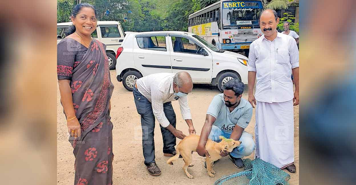 തെരുവുനായ്ക്കൾക്ക് പേവിഷ പ്രതിരോധ കുത്തിവയ്പ് | Stray Dog Rescue Kerala ...