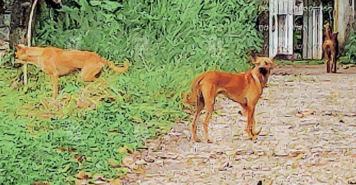 തെരുവുനായ ആക്രമണം: ഏറത്ത് പഞ്ചായത്ത് ഭീതിയുടെ നിഴലിൽ | Stray Dog Rescue ...