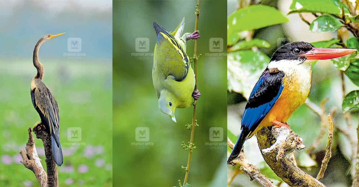 ദേശാടനപക്ഷികൾ നീർത്തടങ്ങൾ തേടി അപ്പർകുട്ടനാട്ടിൽ