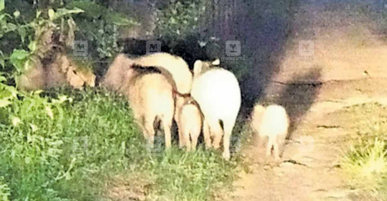 കൃഷിക്ക് തിരിച്ചടിയായി പറക്കോട്ട് പന്നിശല്യം