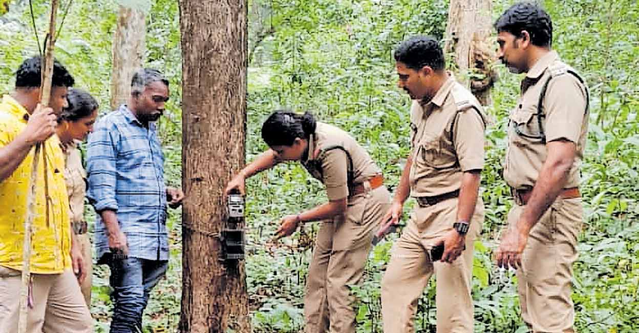 കടുവയെ നിരീക്ഷിക്കാൻ കട്ടച്ചിറയിൽ ക്യാമറകൾ