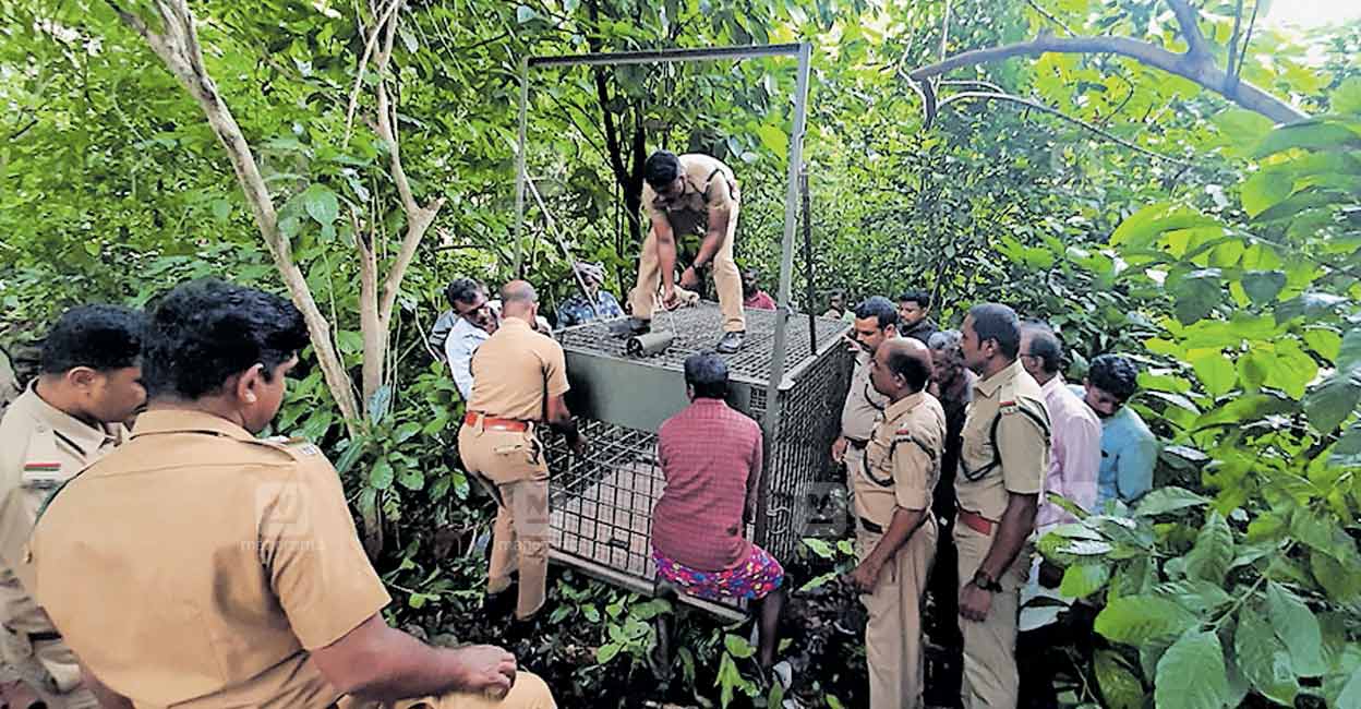കടുവയെ കുടുക്കാൻ കൂടുമായി വനം വകുപ്പ്; ആശങ്കയൊഴിയാതെ കട്ടച്ചിറ നിവാസികൾ