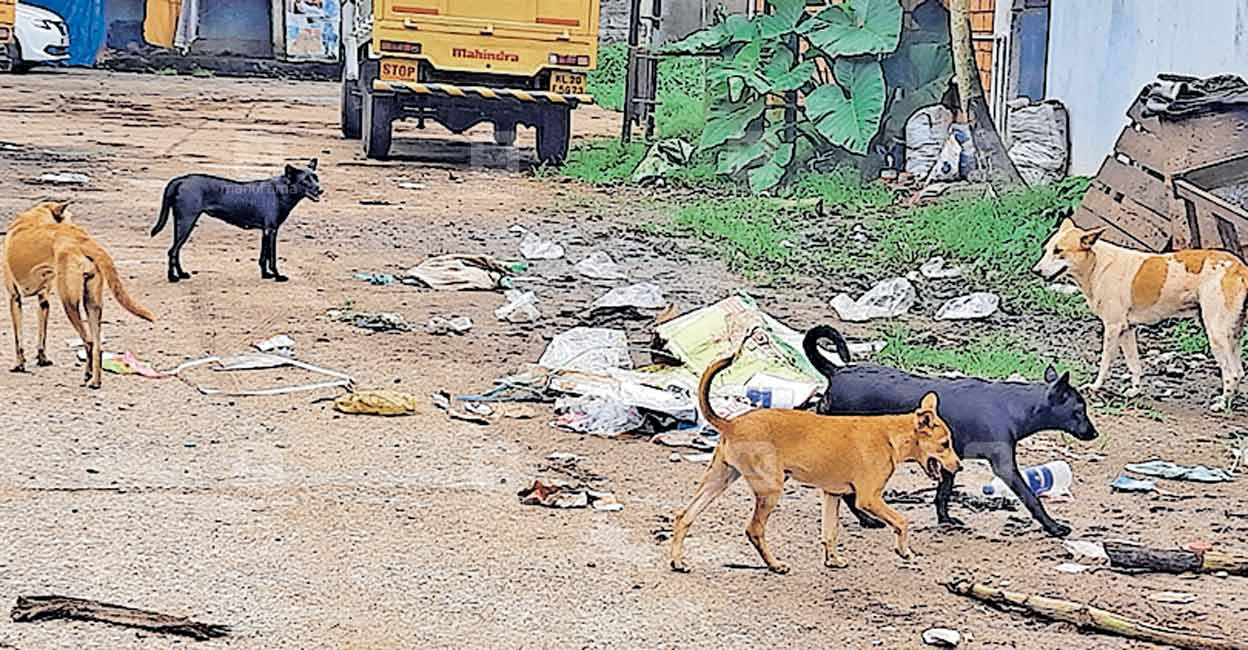 കവലയിൽ താവളമടിച്ച് തെരുവുനായ്ക്കൾ | Stray Dog Rescue Kerala ...