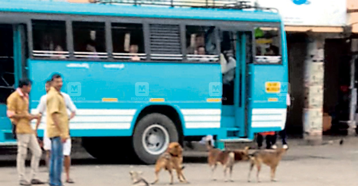 ബസ് സ്റ്റാൻഡിൽ നായശല്യം; യാത്രക്കാർക്ക് ബസുകളിൽ ഇറങ്ങുന്നതിനോ ...