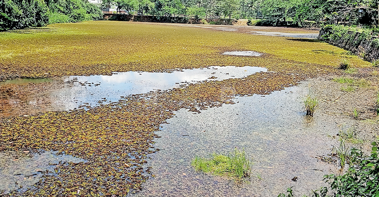 കാർഷിക സംസ്കൃതിയുടെ ഓർമ ഉണർത്തുന്ന കുളം അവഗണനയിൽ