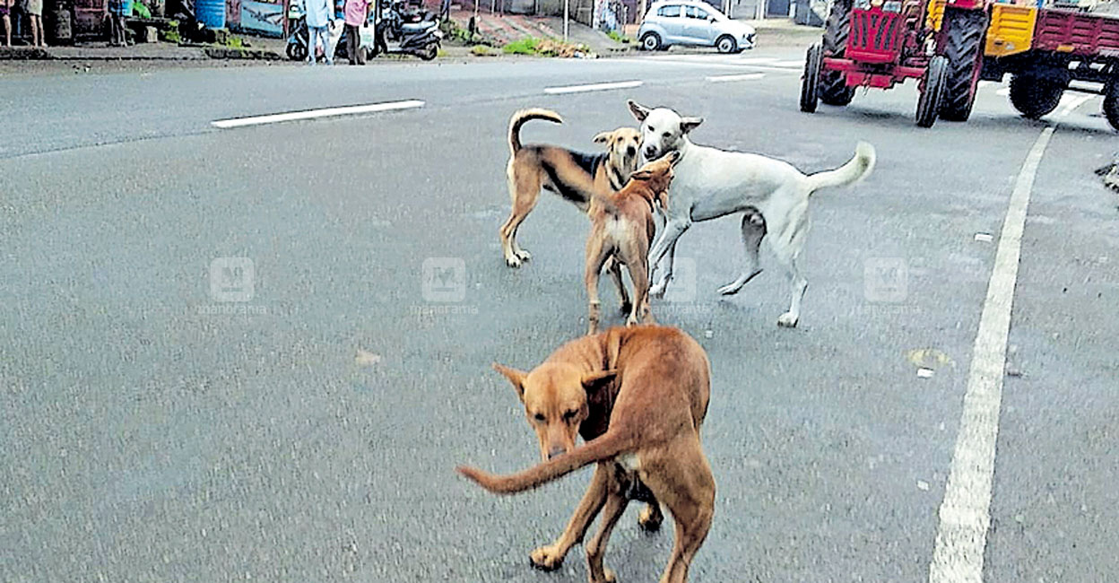 നടക്കാൻ പറ്റാത്തതും ദേഹത്ത് മുറിവേറ്റവയും; നാടിനു ഭീതി വിതച്ച് നായുടെ ...