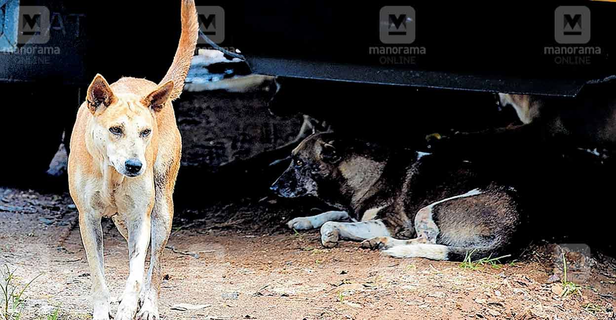 പത്തനംതിട്ടയിൽ 6 വർഷത്തിനിടെ തെരുവുനായയുടെ കടിയേറ്റത് അരലക്ഷം പേർക്ക് ...