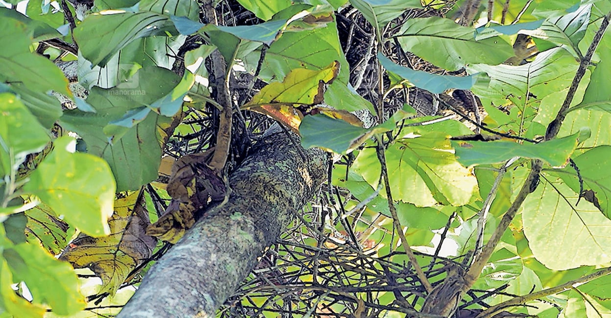 മീൻ എടുത്താൽ 'വിമാനം വരുന്നതു പോലെ' വരും, തലയ്ക്കിട്ടു കൊത്തും ...