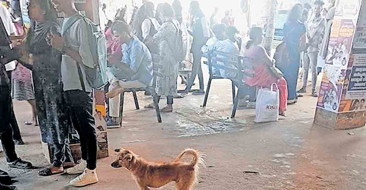 പത്തനംതിട്ട സ്വകാര്യ ബസ് സ്റ്റാൻഡിൽ അതിഥിത്തൊഴിലാളിയെ നായ കടിച്ചു ...