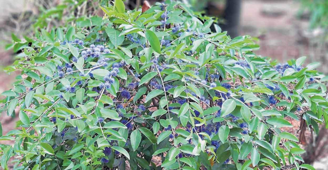 വീട്ടുപറമ്പിൽ കായാമ്പൂ പൂത്തു; ഔഷധഗുണവും ഏറെ