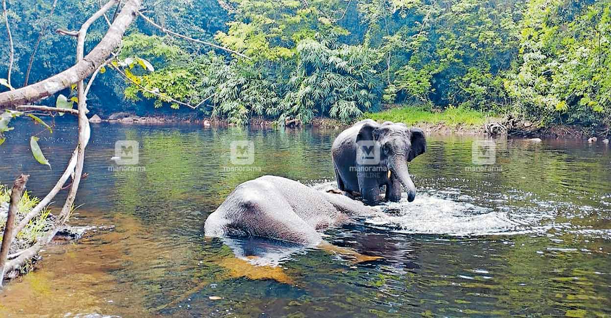 മുത്തശ്ശി ചരിഞ്ഞു; കുട്ടിക്കൊമ്പൻ തനിയെ മടങ്ങി