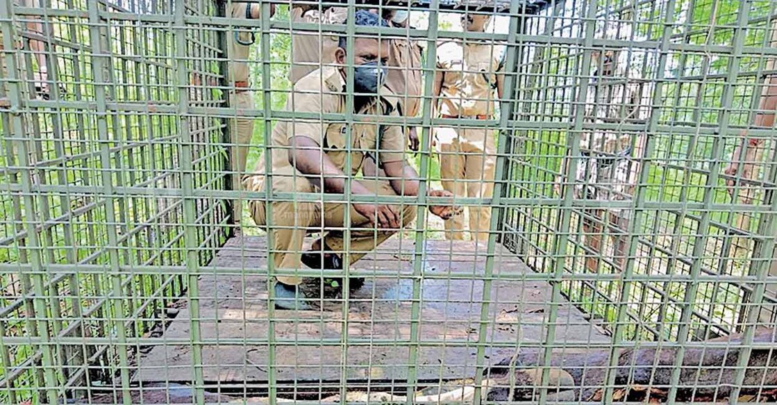 കാടിറങ്ങി വീണ്ടും കടുവ; റാന്നി പെരുനാട്ടിൽ പശുവിനെ കൊന്നു