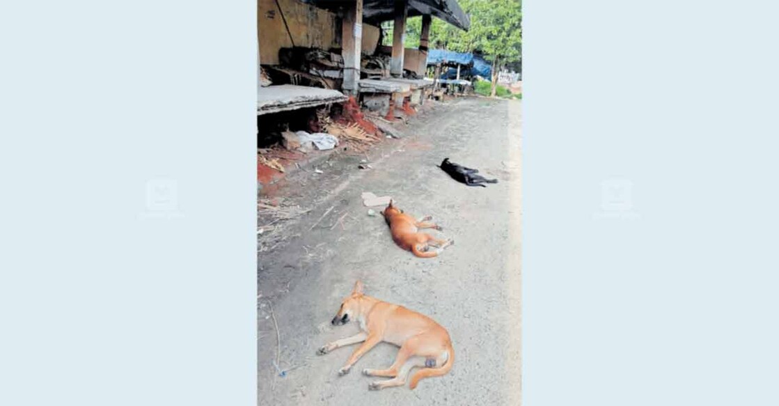 പത്തനംതിട്ടയിൽ 8 മാസത്തിനിടെ തെരുവുനായ്ക്കൾ കടിച്ചത് 352 പേരെ | Stray ...
