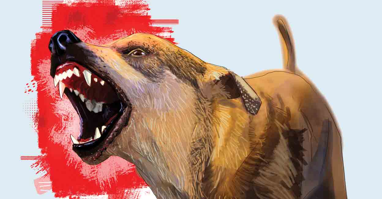 വീടിന്റെ മുറ്റത്ത് നിന്നവരെ കടിച്ച് തെരുവുനായ | Stray Dog Rescue Kerala ...