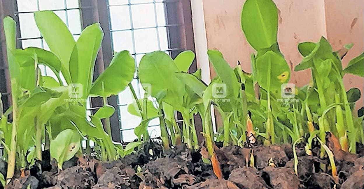 കർഷകർക്ക് വിതരണത്തിനെത്തിച്ച വാഴവിത്തുകൾ മുളച്ചു തുടങ്ങി