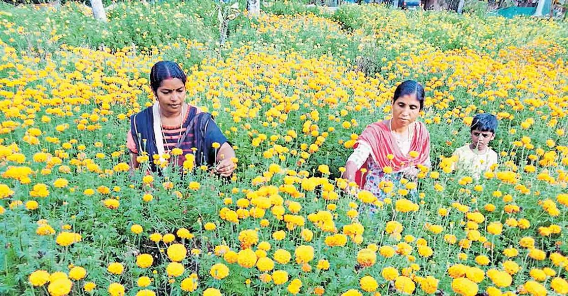 തുമ്പമണ്ണിന്റെ സങ്കടക്കഥ, വിൽക്കാനുണ്ട്, പുഷ്പങ്ങൾ ! ഇനി പ്രതീക്ഷ ...