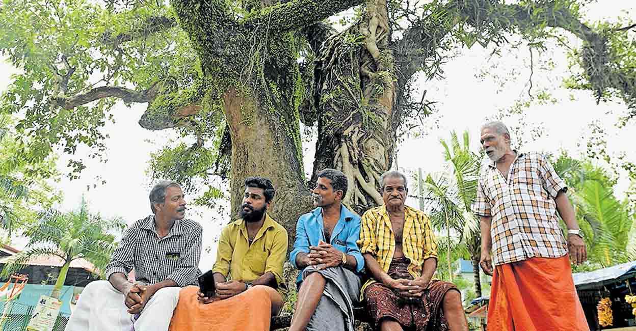 അരയാലും മാവും തൊട്ടുരുമ്മി നിൽക്കുന്നു; നാടിന്റെ ആത്മാവായി ‘ആൽമാവ്’ കവല ...