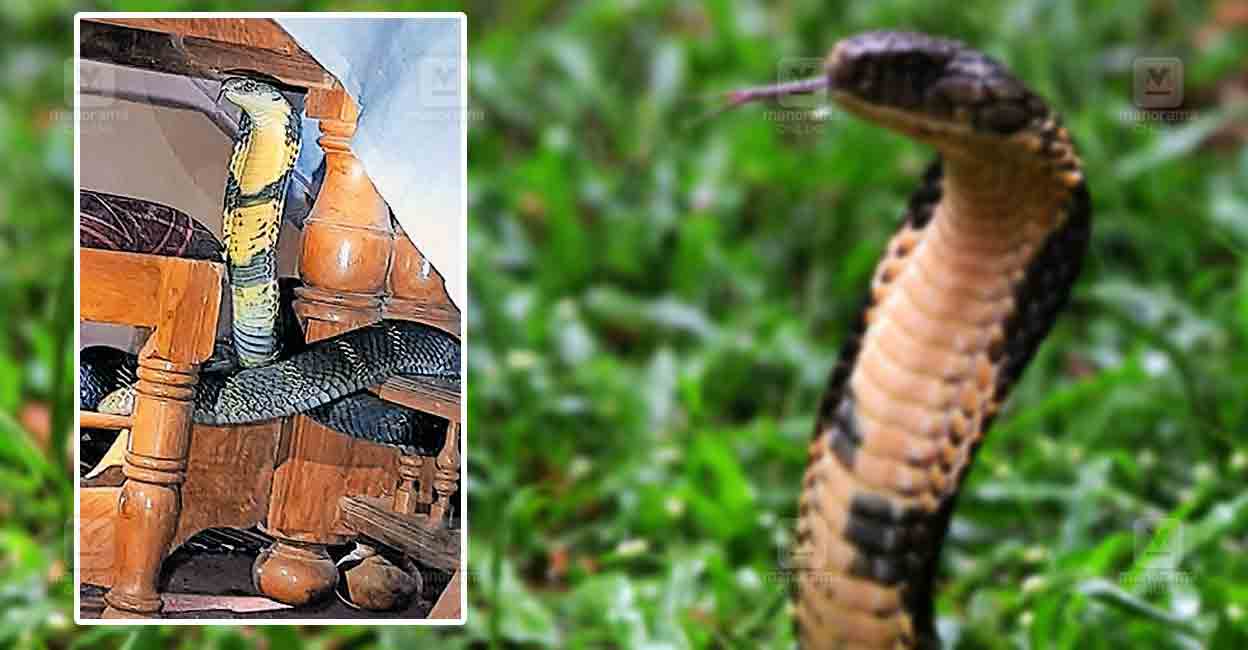 ഒൻപതടി നീളത്തിൽ രാജവെമ്പാല; ഊൺമേശയുടെ അടിയിൽ: പിന്നാലെ ശബ്ദമുണ്ടാക്കി ...