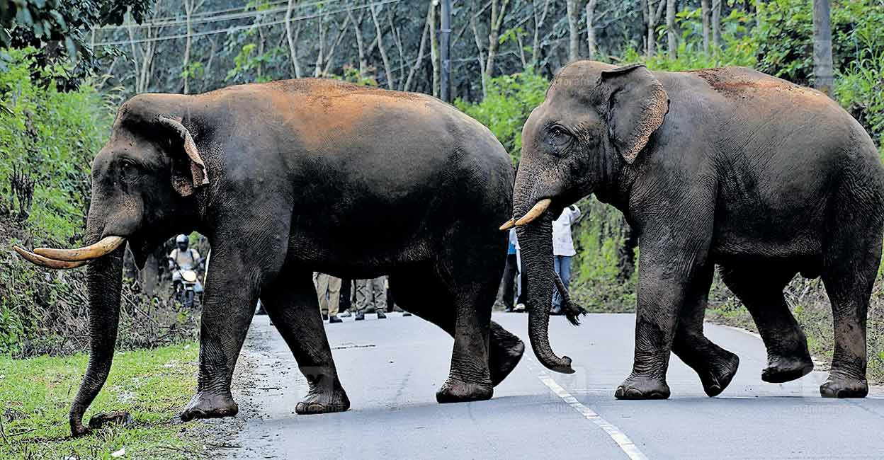 ഇല്ല, ഇനി കാടിറങ്ങി ആനകൾ വന്നേക്കില്ല; സ്ഥലവാസികളുടെ ആശങ്കയും ...
