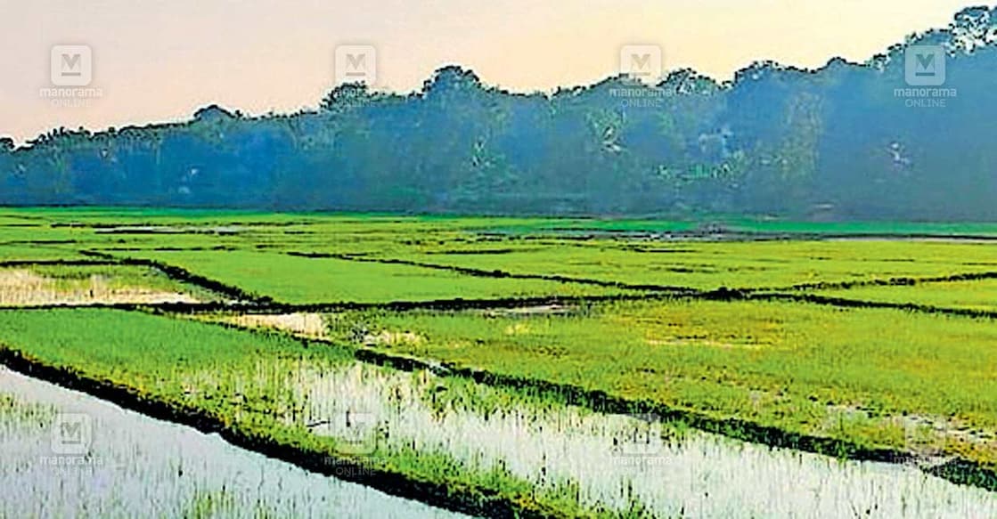 പച്ചപുതച്ചു വാളകത്തിനാൽ പാടം; ഇടയ്ക്ക് പെയ്യുന്ന മഴ വീണ്ടും ആശങ്ക ...