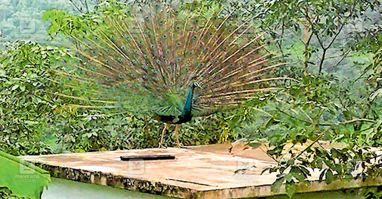 പ്ലാന്റേഷൻ കോർപറേഷൻ എസ്റ്റേറ്റ് ടൂറിസം: എങ്ങുമെത്താതെ പദ്ധതിക ...