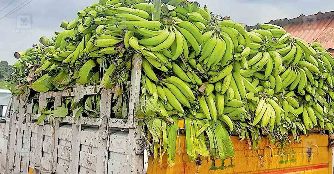 നല്ല വിലയുണ്ട്, നാട്ടിൽ പക്ഷേ വാഴക്കുല കണി കാണാനില്ല!