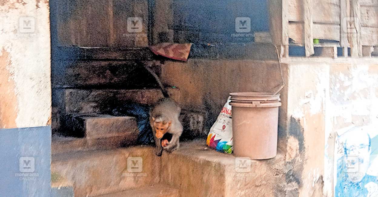 കൂട്ടമായെത്തി നീരാട്ട്, പച്ചക്കറികളും പഴങ്ങളും കൊണ്ടുപോകും ...