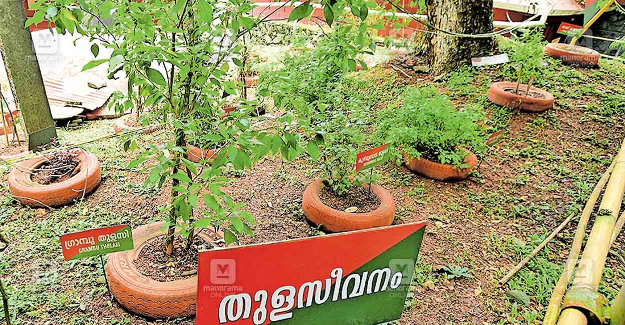 കൗതുകമായി തുളസി വനം; താരങ്ങളായി 19 ഇനം തുളസിച്ചെടികൾ | Tulsi garden ...