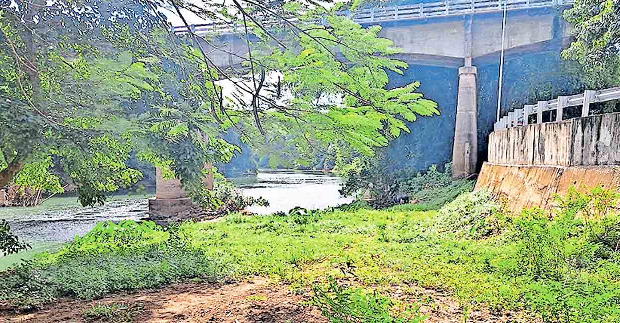 മണിമലയാറ്റിൻ തീരത്ത് പച്ചത്തുരുത്ത് വരുന്നു; നടുന്നത് വെള്ളപ്പൊക്കത്തെ ...