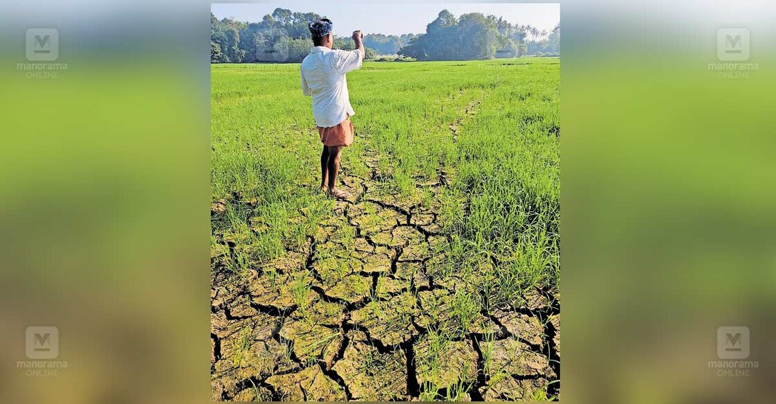 ജലക്ഷാമം,വറ്റിവരണ്ട് പാടം: കണ്ണീർവറ്റി കർഷകർ, ആദ്യം പ്രളയമെടുത്തു ...