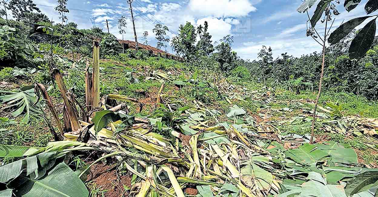ചിറ്റാർ ഊരാമ്പാറയിൽ വീണ്ടും ചില്ലികൊമ്പനും കുട്ടിശങ്കരനും; സൗരോ ...