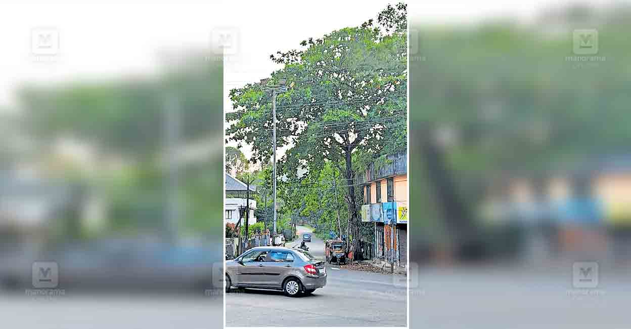 റോഡിലേക്ക് ചരിഞ്ഞ് ബദാം മരം; അപകടസാധ്യത | Badam tree hazard | Tree ...